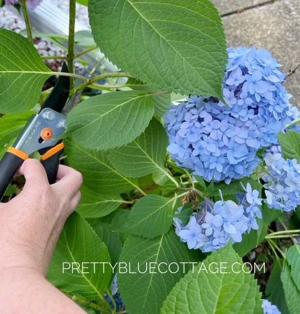How To Cut Hydrangeas – Pretty Blue Cottage